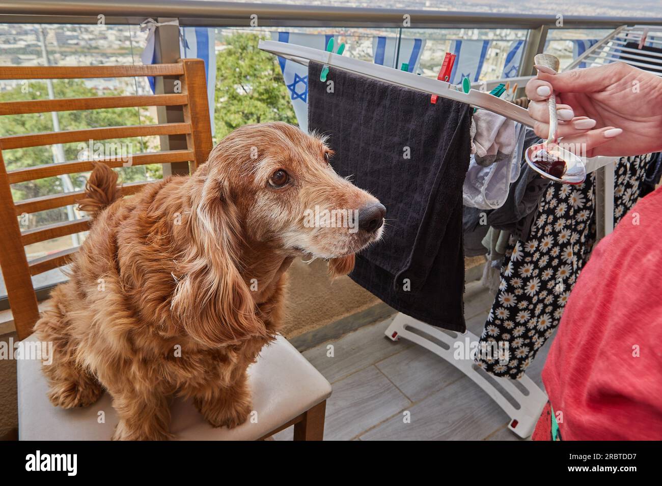 English Cocker Spaniel Enjoys Cherry from Spoon, Canine Delicacy Stock ...