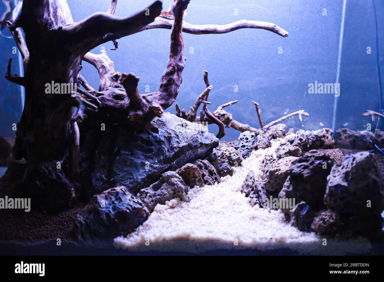 arrangement of rasamala wood and lava stones for an aquascape display ...