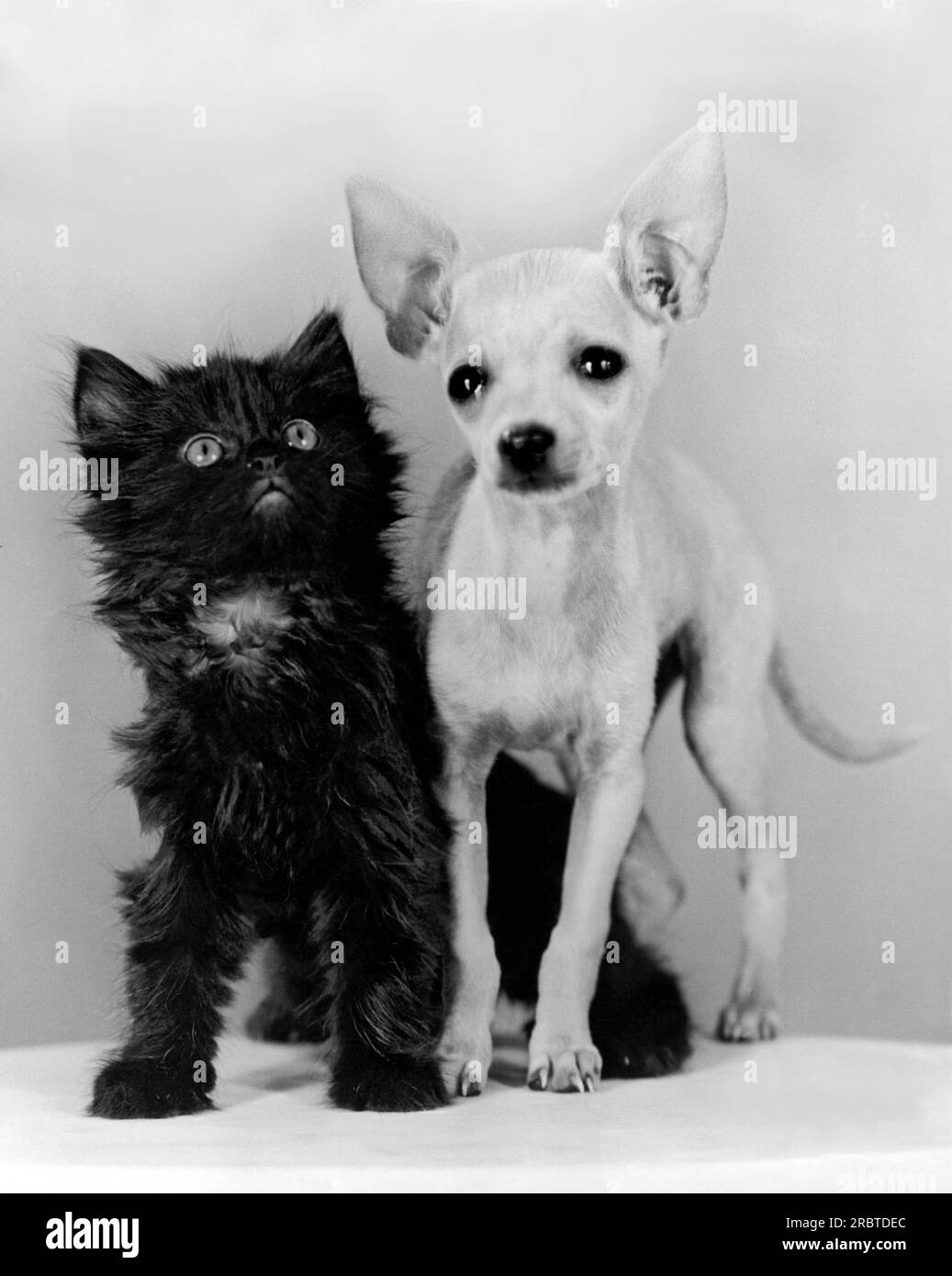 Hollywood, California: 1941. A chihuahua and his kitten sidekick pose ...