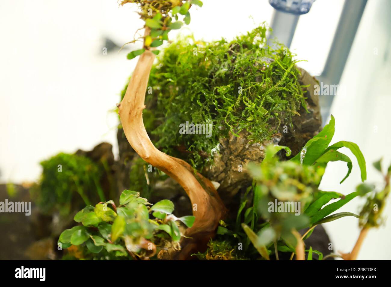 Lava rock aquarium hi-res stock photography and images - Alamy