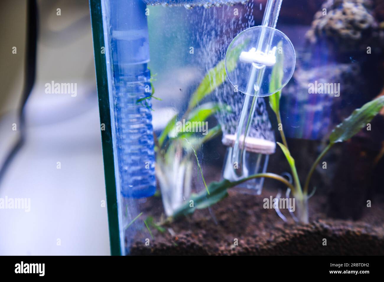 a co2 bulb regulator installed on the side of the aquarium to regulate ...