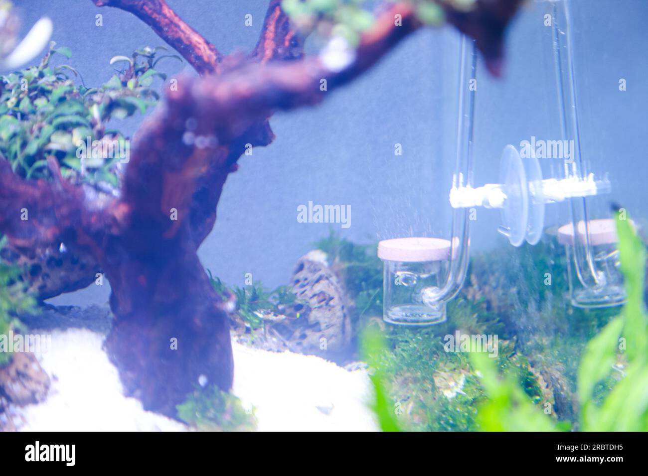 a co2 bulb regulator installed on the side of the aquarium to regulate ...
