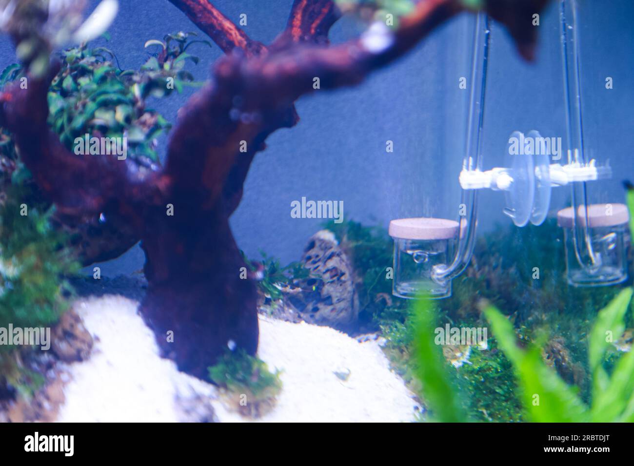 a co2 bulb regulator installed on the side of the aquarium to regulate ...