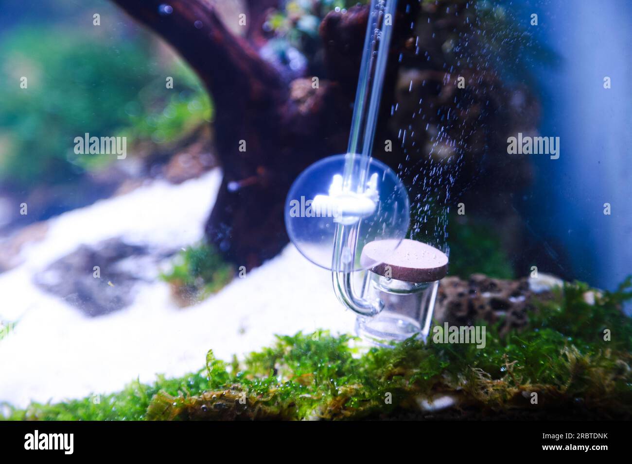 a co2 bulb regulator installed on the side of the aquarium to regulate ...