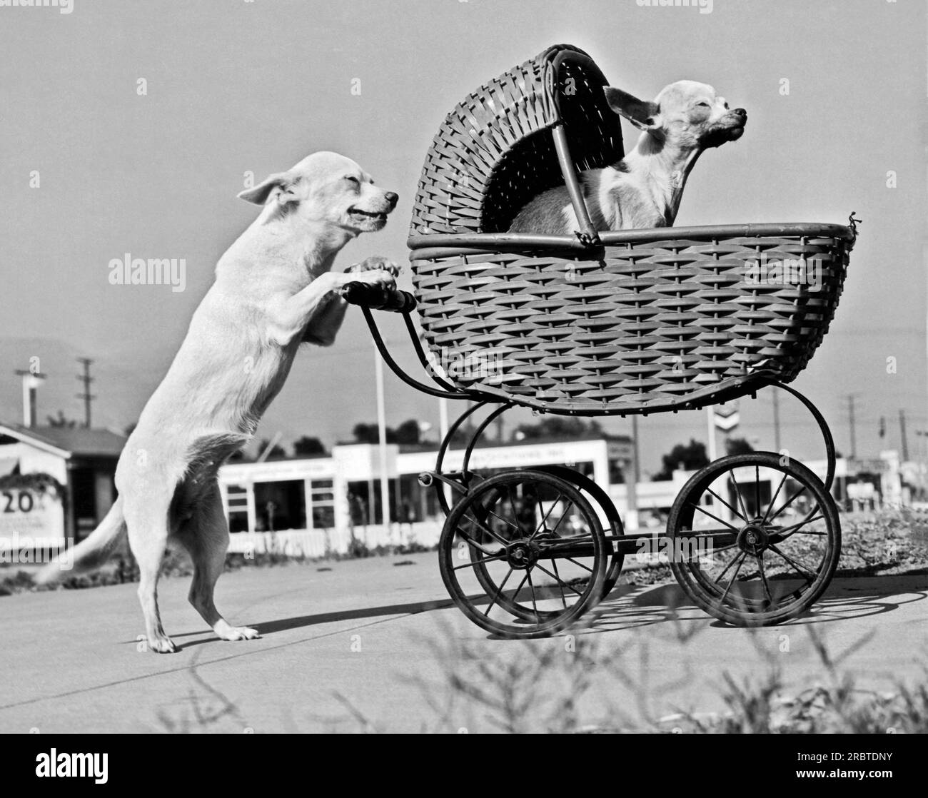 Pasadena, California: 1943. These two chihuahuas have been doing this ...