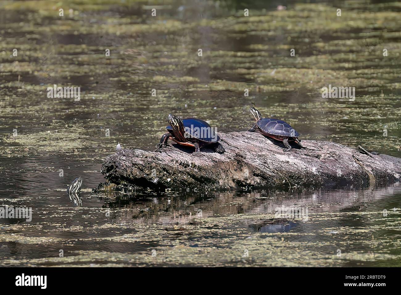 The painted turtle (Chrysemys picta) is the most widespread native ...