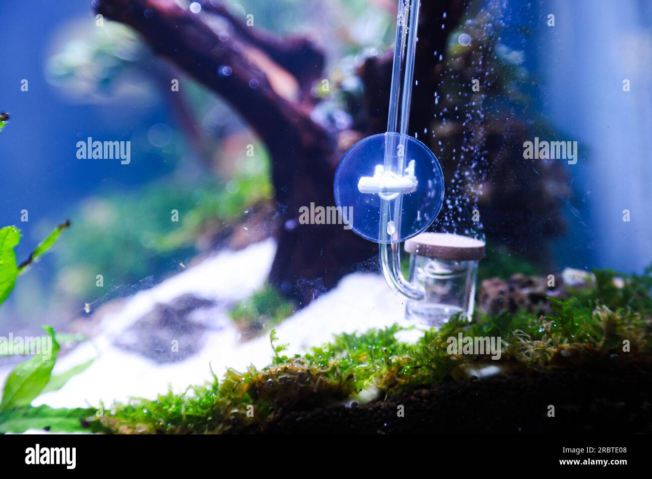a co2 bulb regulator installed on the side of the aquarium to regulate ...