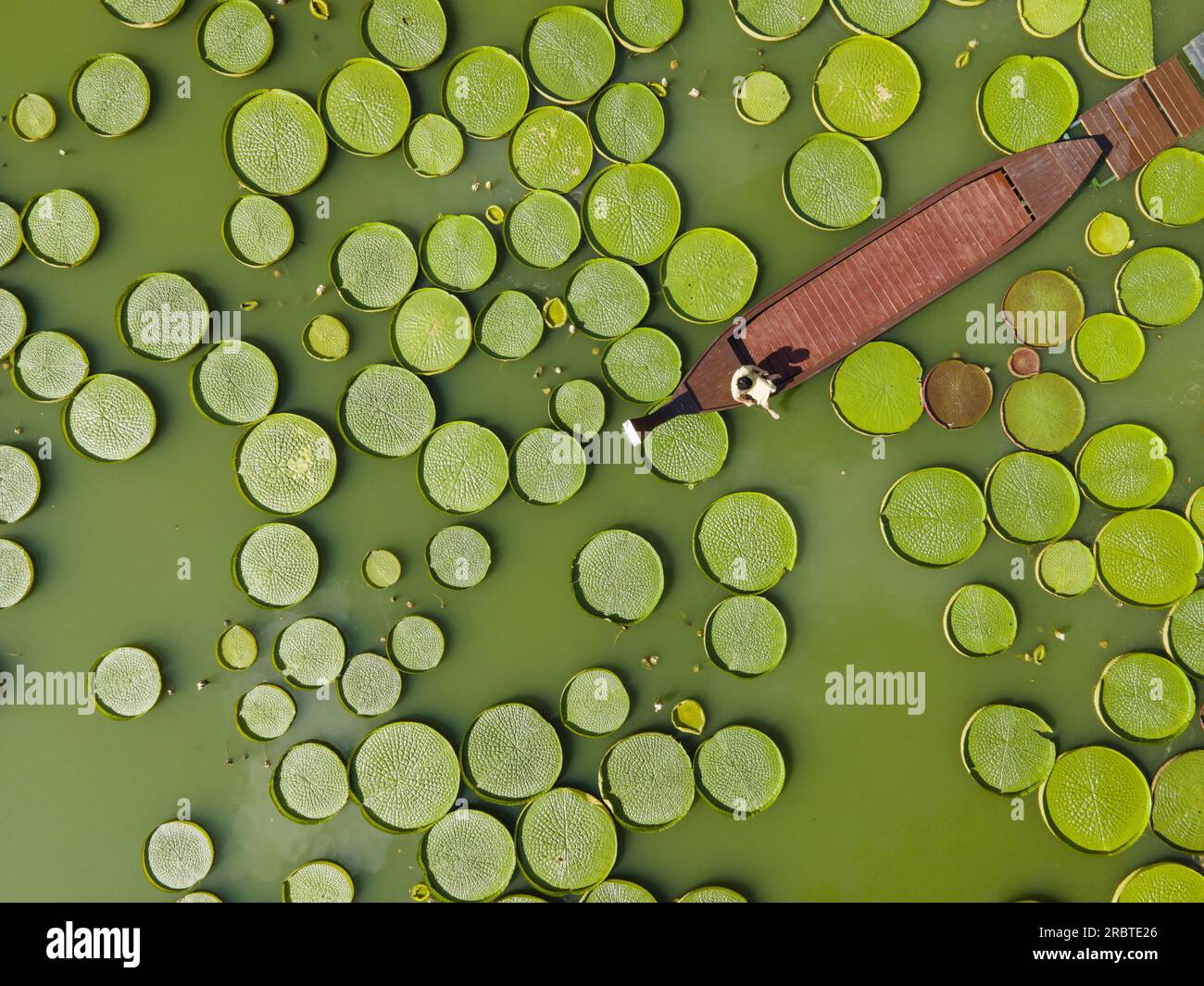 Aerial photo shows many lotus leaves floating in water at a park in ...