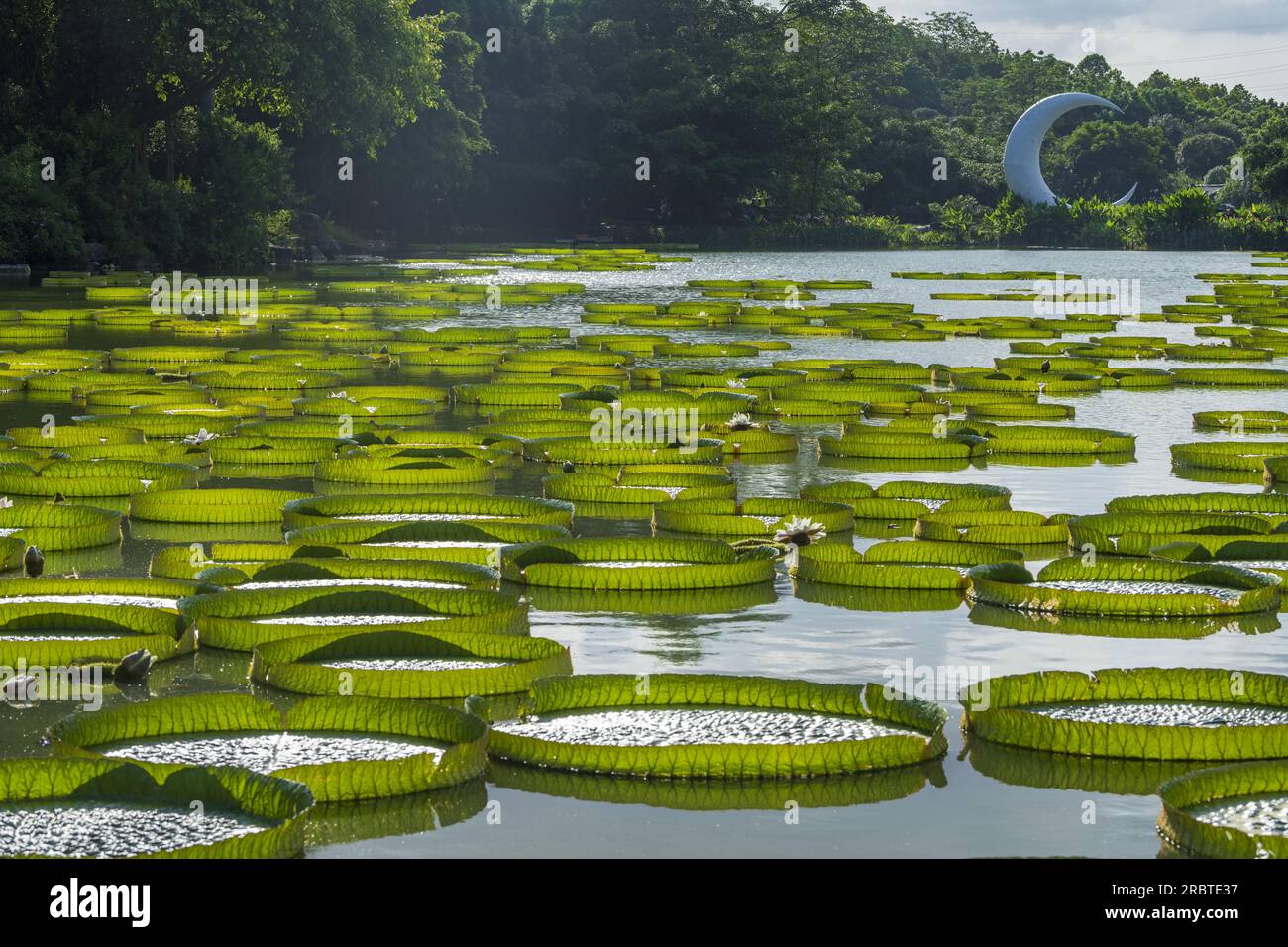 Aerial photo shows many lotus leaves floating in water at a park in ...