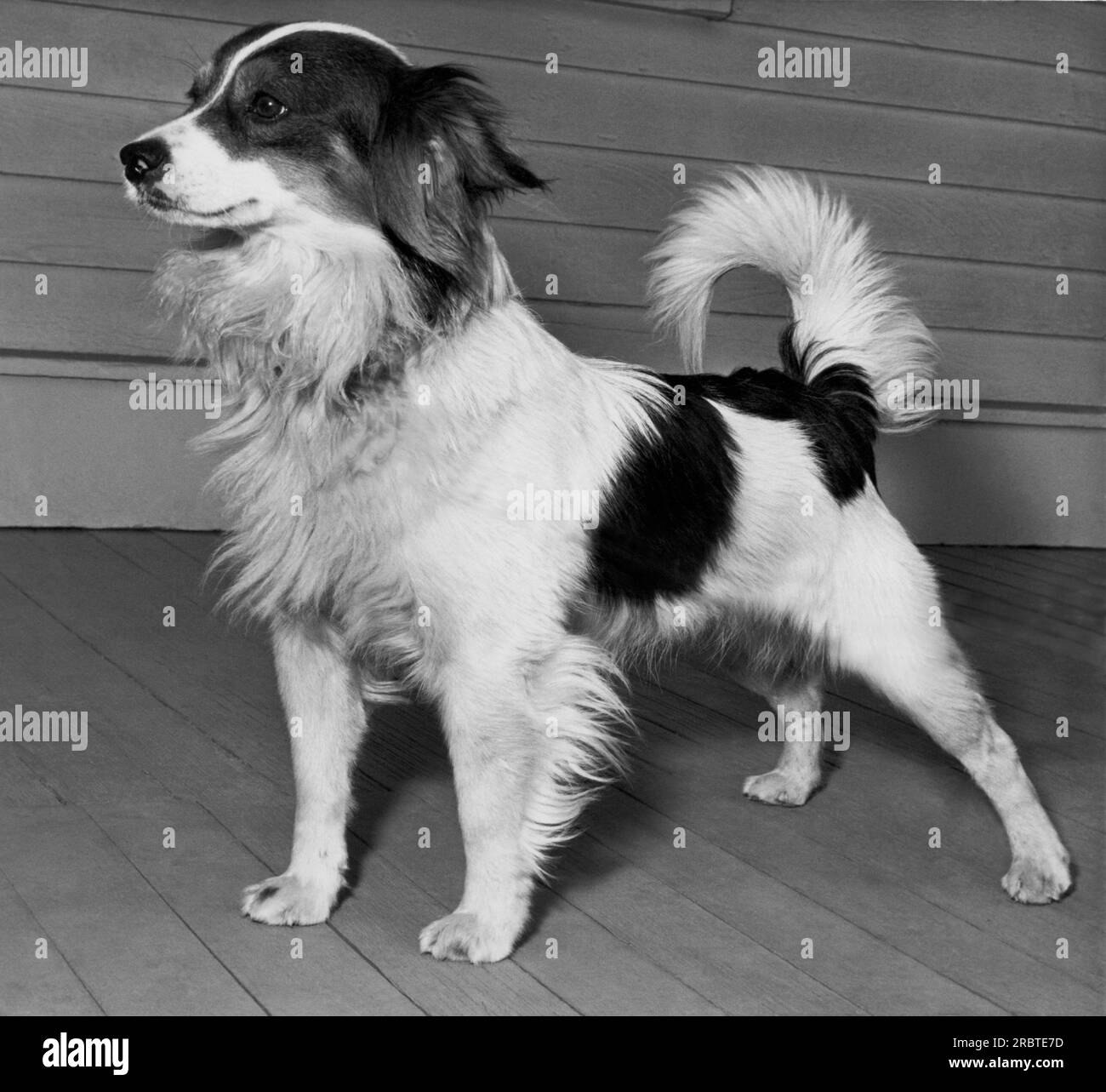 Allentown, Pennsylvania: c. 1948 "Patches", the dog of the week up for ...