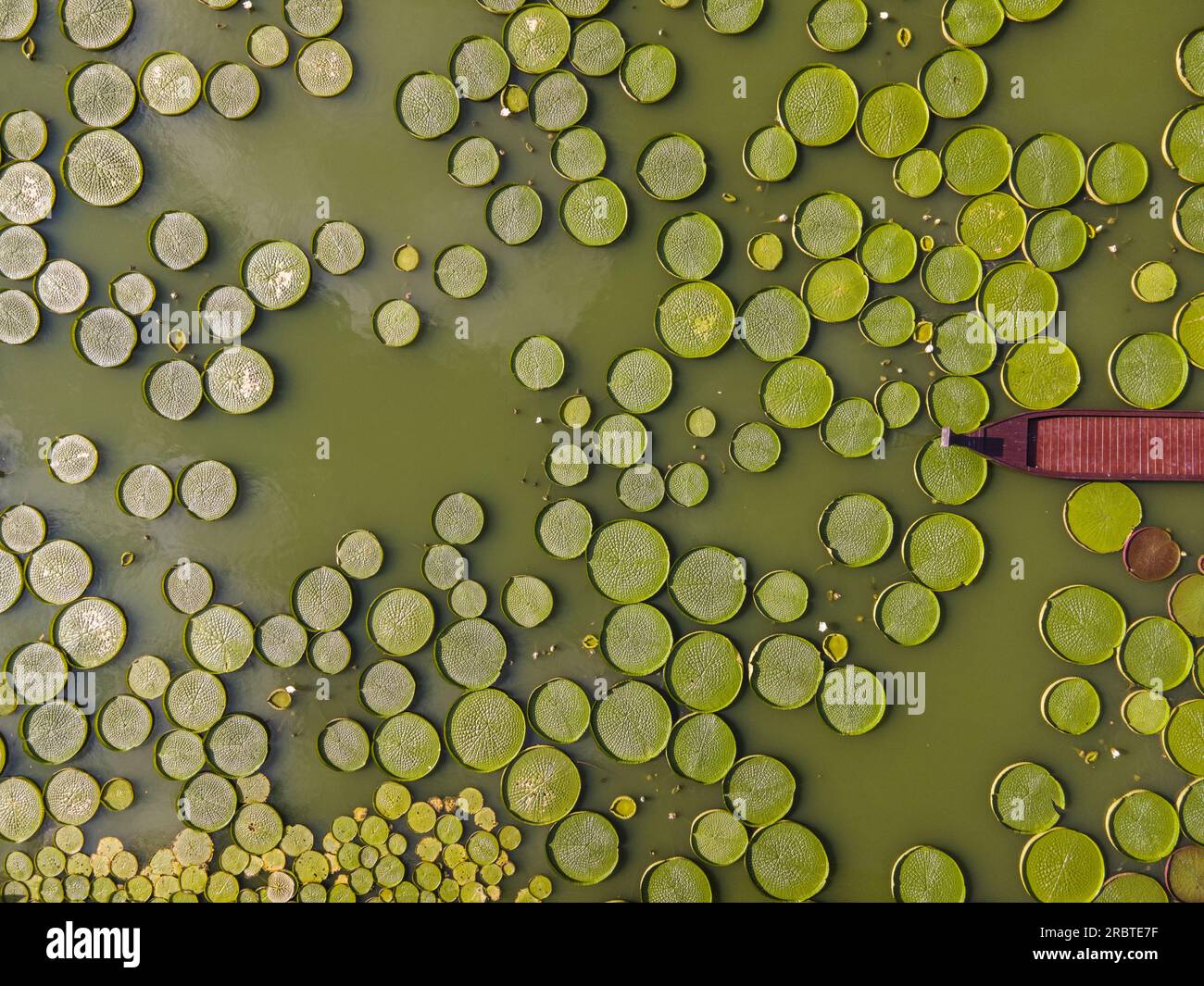 Aerial photo shows many lotus leaves floating in water at a park in ...