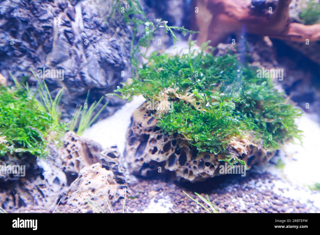 arranging aquascape plants such as moss on rasamala wood and lava rock ...