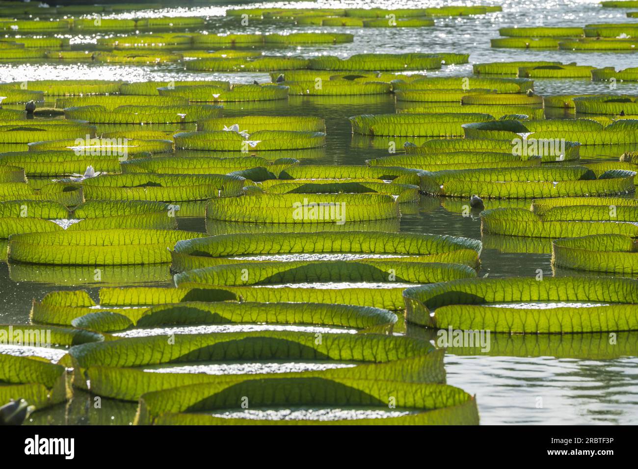 Aerial photo shows many lotus leaves floating in water at a park in ...