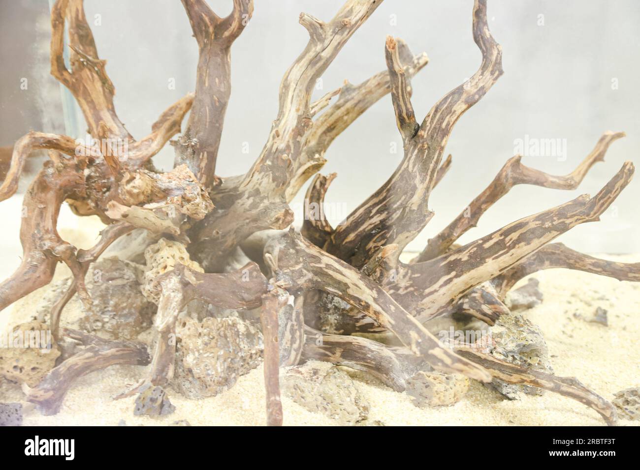 a type of rasamala wood whose roots are usually taken to be used in ...