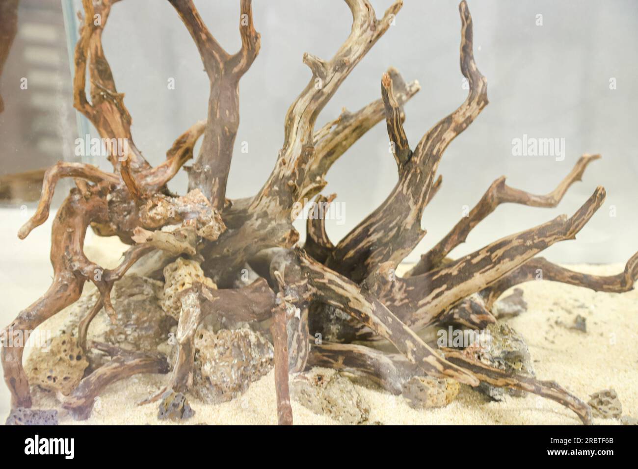 a type of rasamala wood whose roots are usually taken to be used in ...