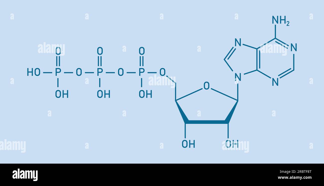 Chemical Structure Of Adenosine Triphosphate Atp C10h16n5o13p3