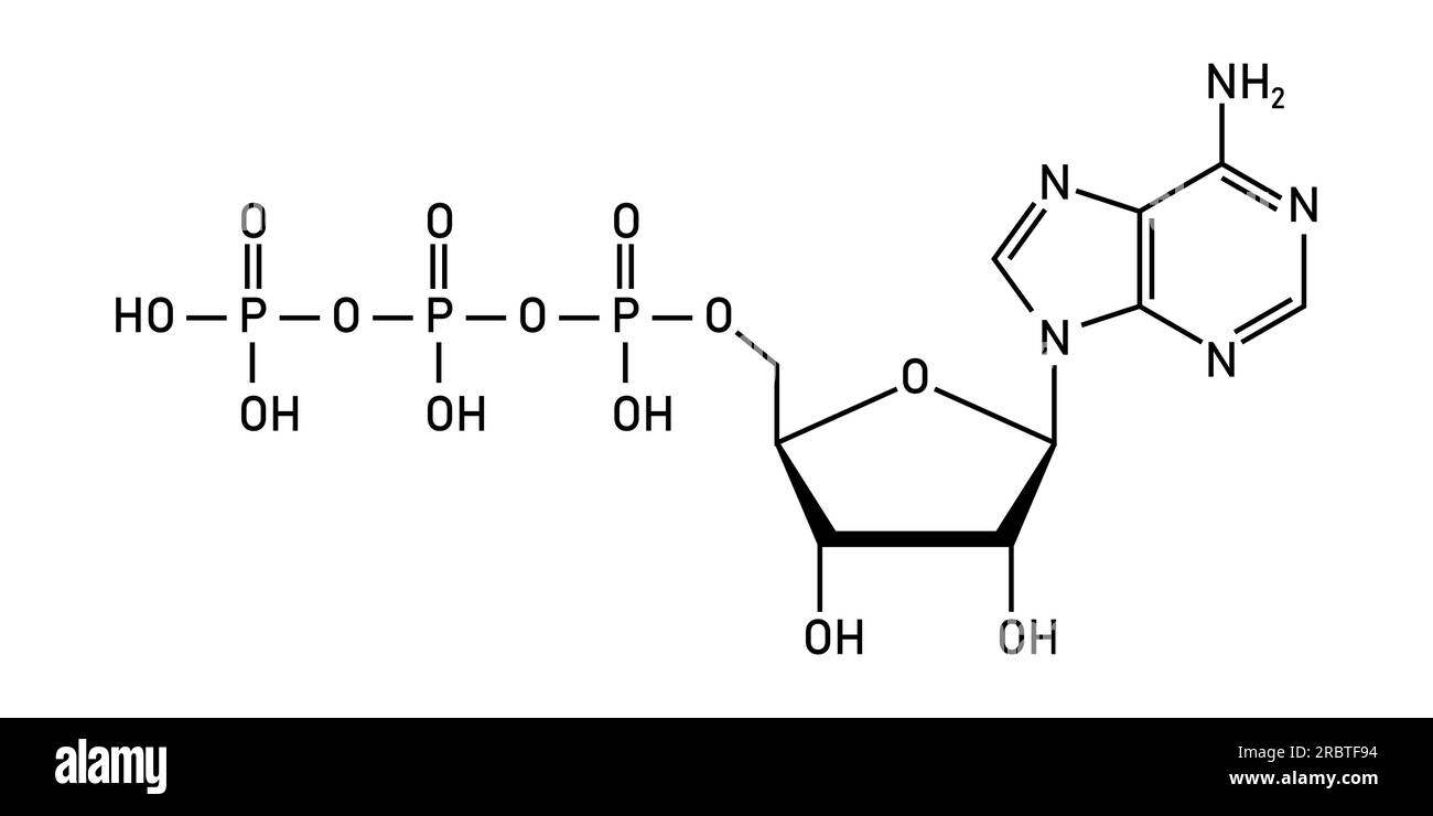 Chemical structure of Adenosine triphosphate (ATP) (C10H16N5O13P3 ...