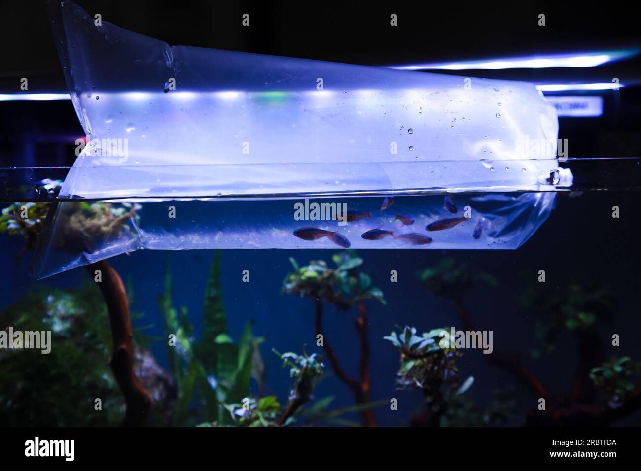 Several small fish such as neons and tetras are undergoing an ...