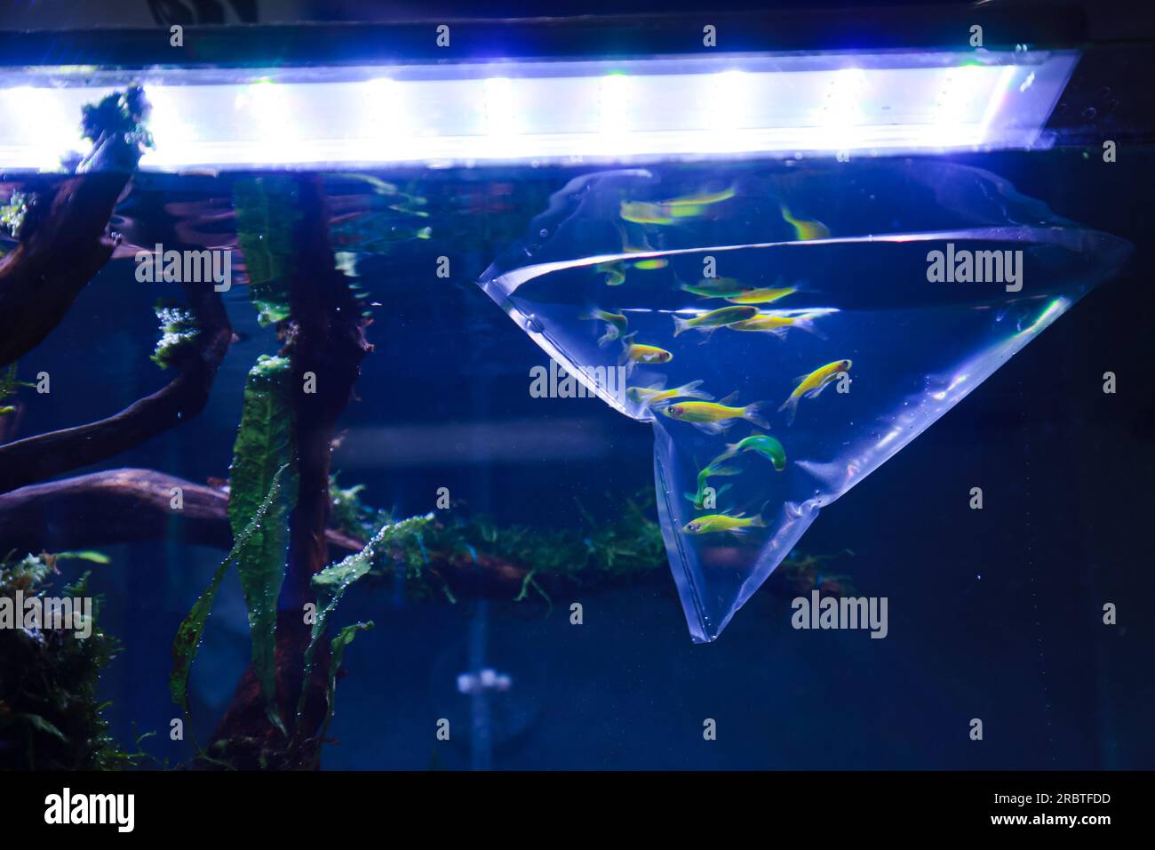 Several small fish such as neons and tetras are undergoing an ...