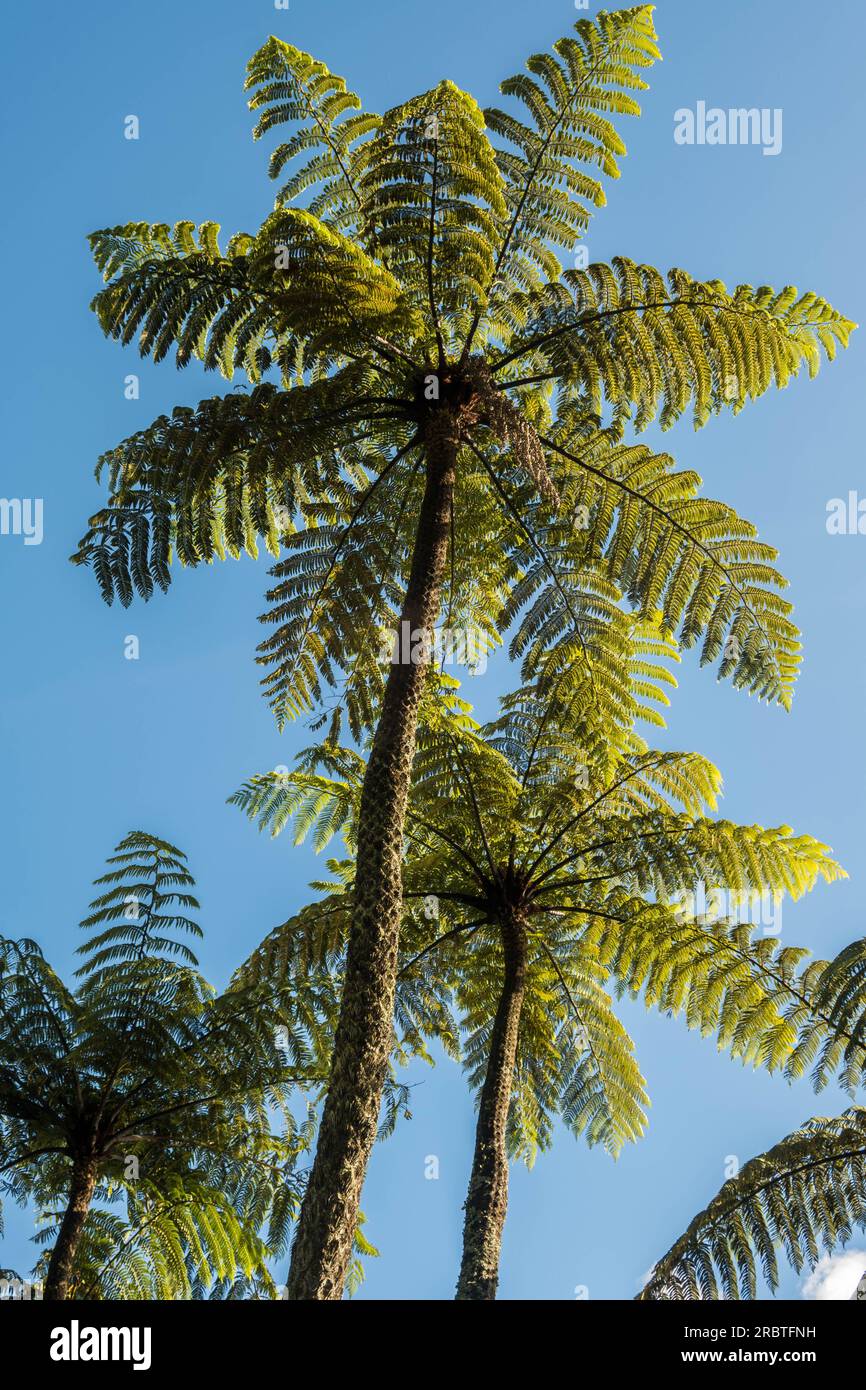 New zealand landscape fern sunlight hi-res stock photography and images ...