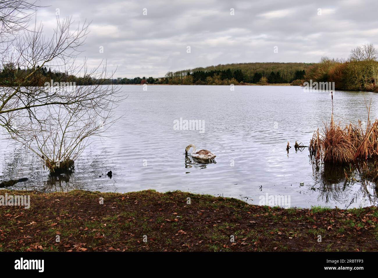 Cygnet fishing hi-res stock photography and images - Alamy