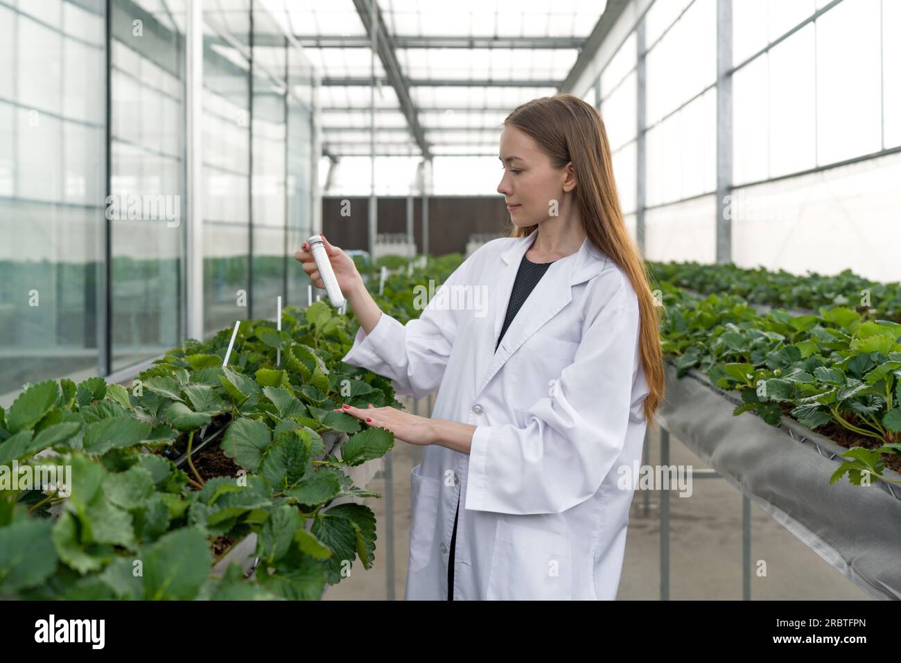 Young caucasian female fruit researcher in white gown holding Urea in ...