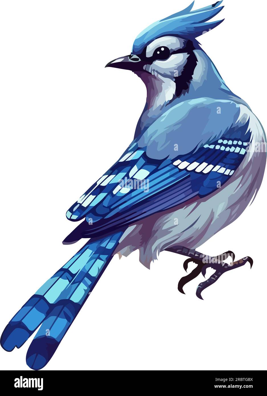 Cute Small blue jay on white background Stock Vector Image & Art - Alamy