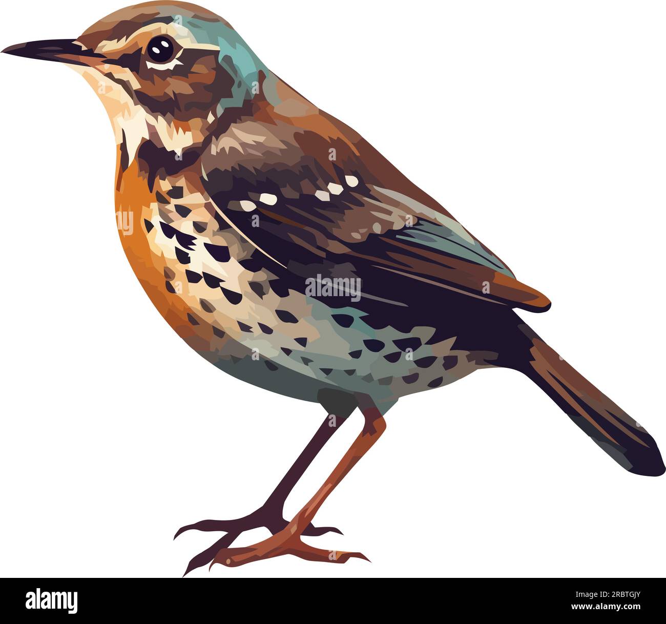 Spotted feathers Stock Vector Images - Alamy