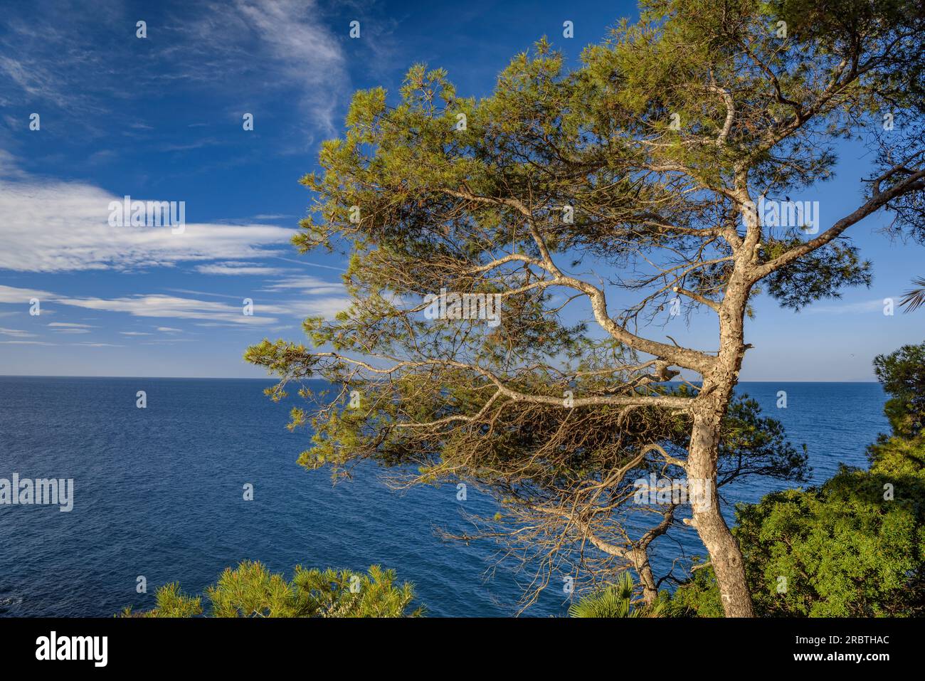 Pino mediterráneo pinus pinea hi-res stock photography and images - Alamy