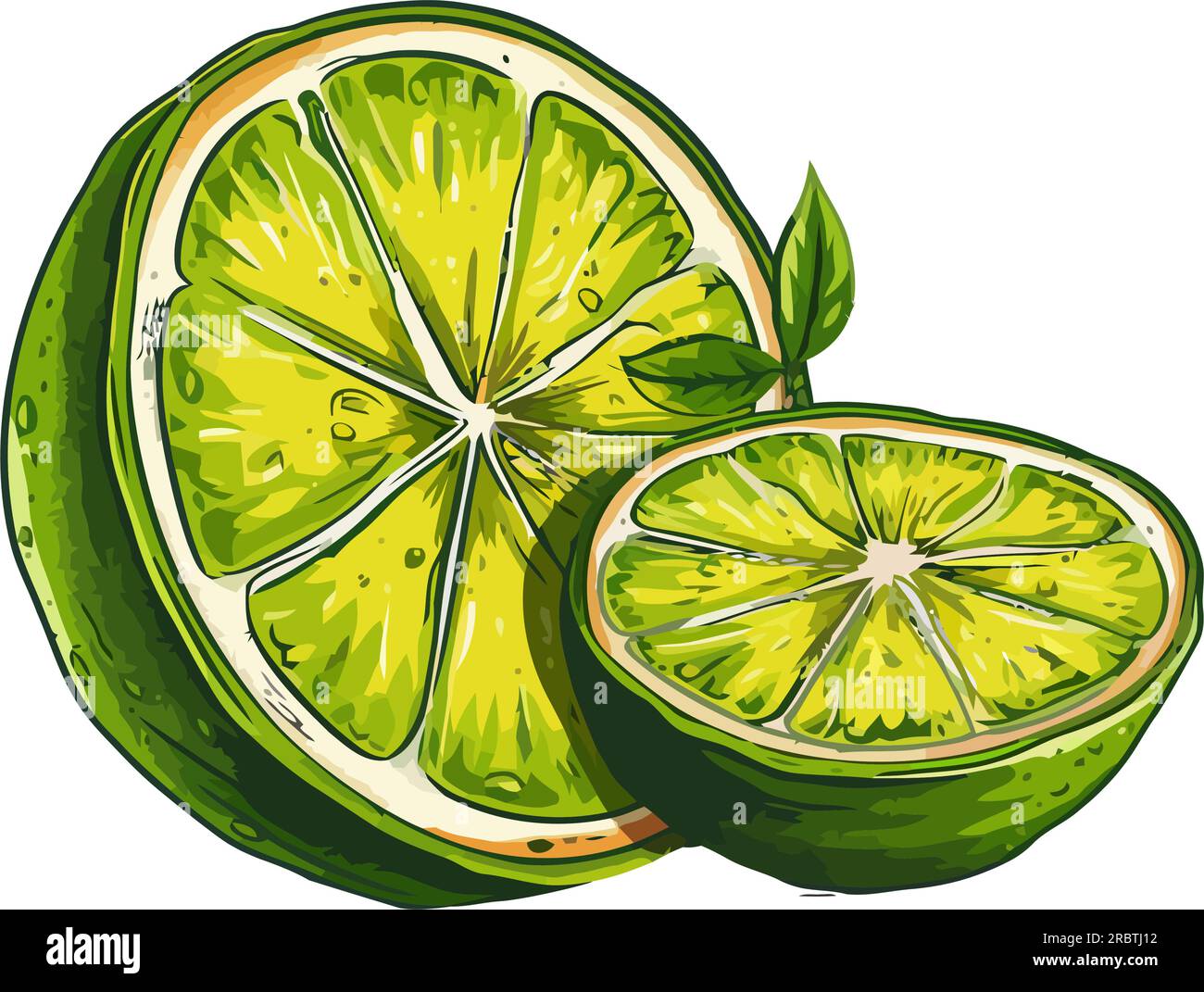 Hand drawn citrus slice illustration, fresh and juicy Stock Vector ...