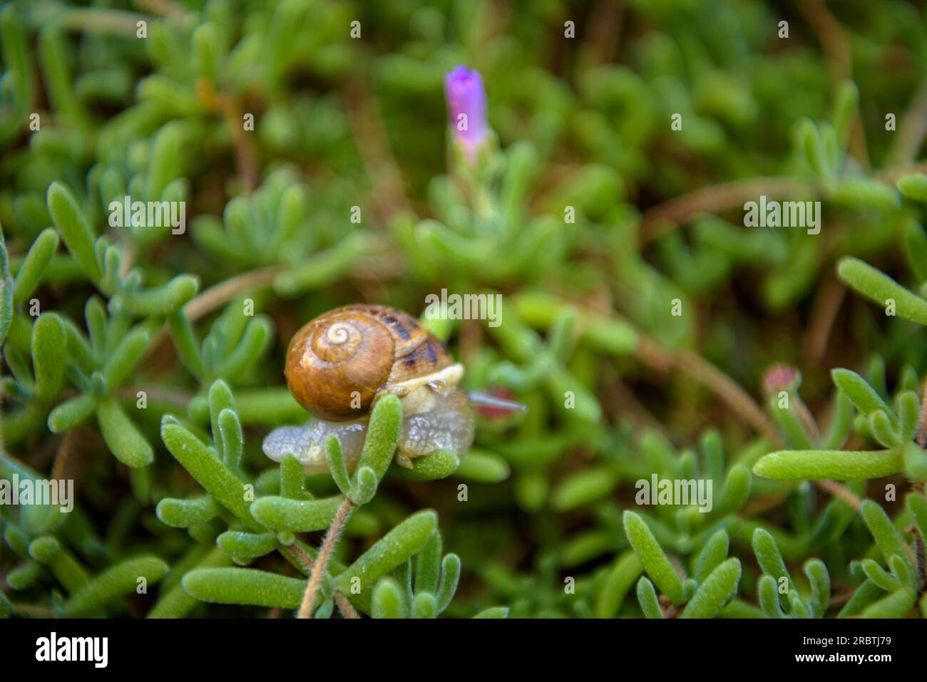Paisaje de caracol hi-res stock photography and images - Alamy