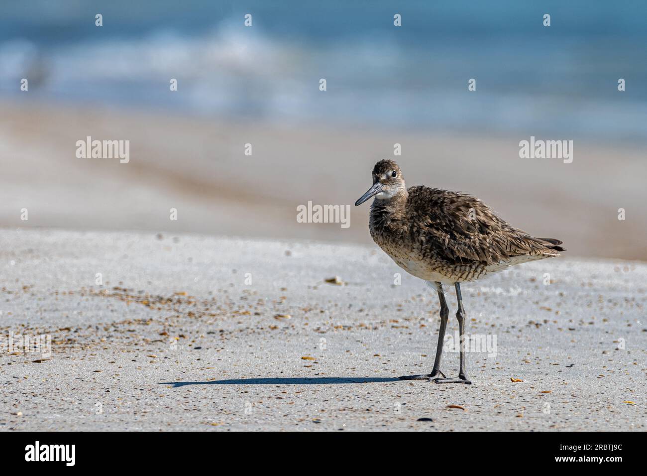 An Eastern Willet sandpiper (Tringa semipalmata) stands along the ...