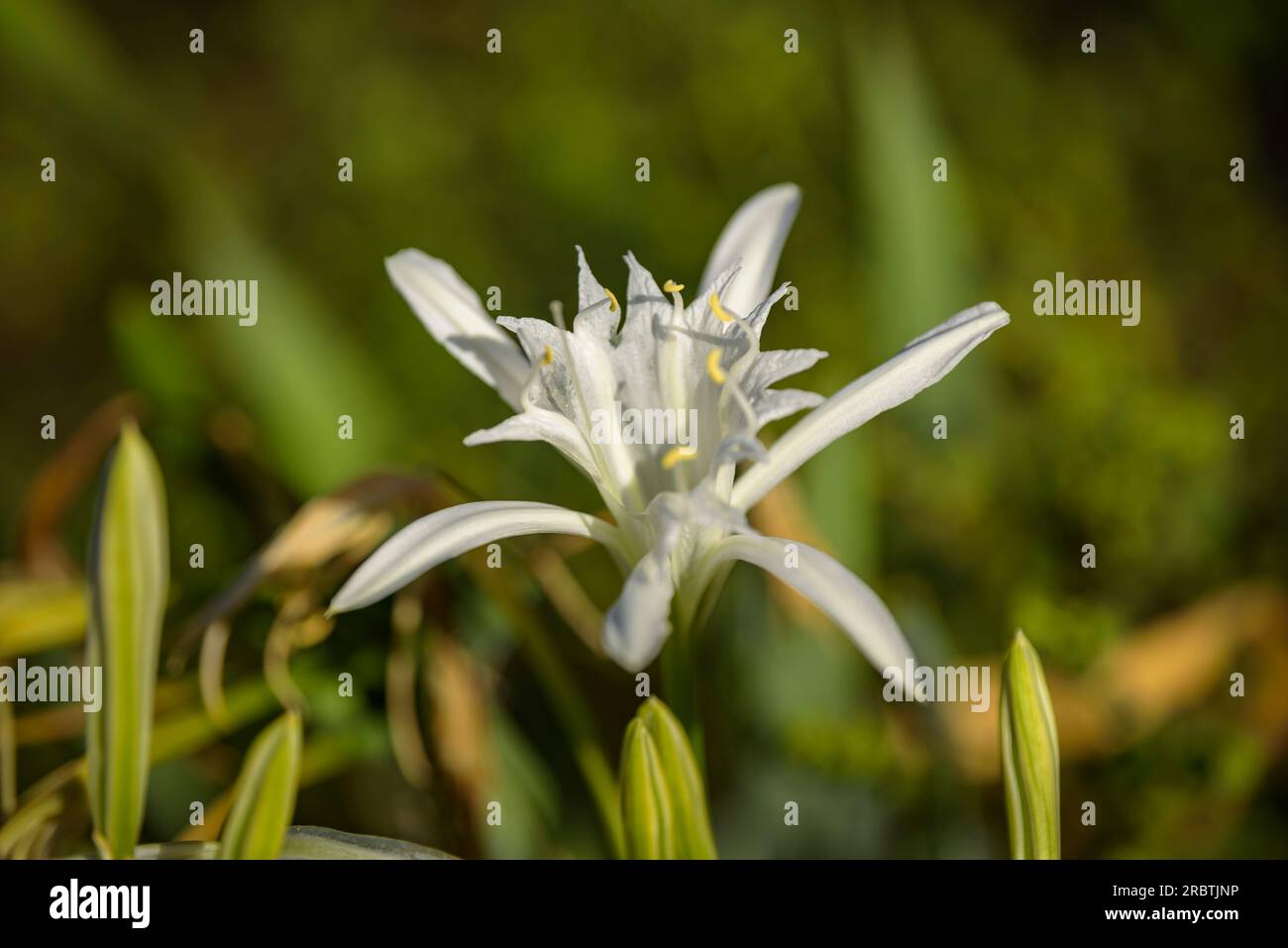 Cala vinya hi-res stock photography and images - Alamy