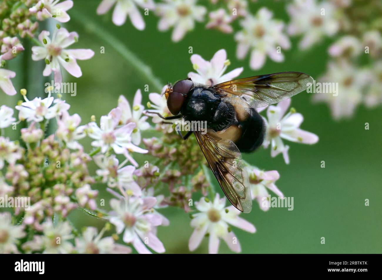 Pellucid fly volucella pellucens hi-res stock photography and images ...