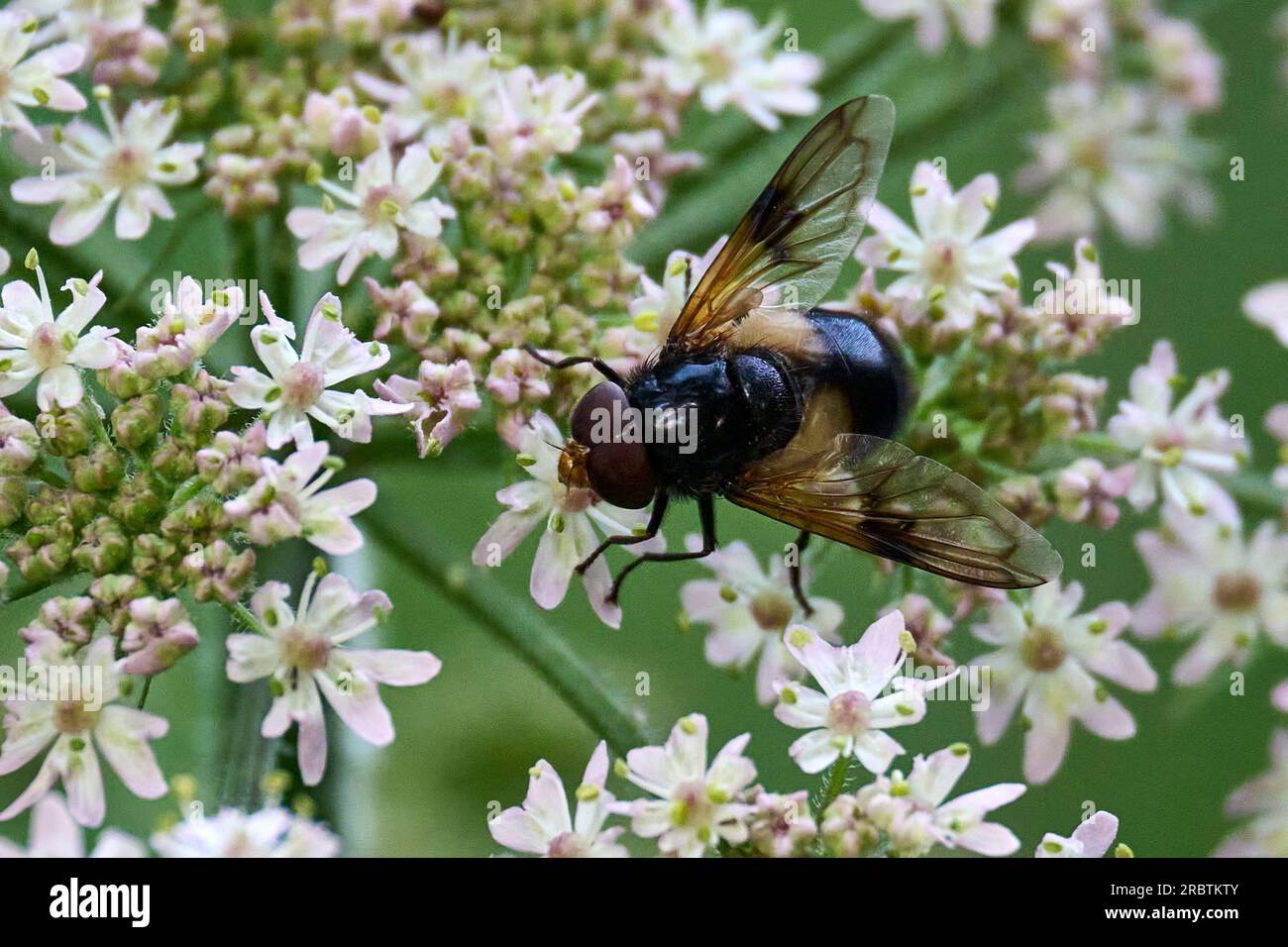 Pellucid fly volucella pellucens hi-res stock photography and images ...