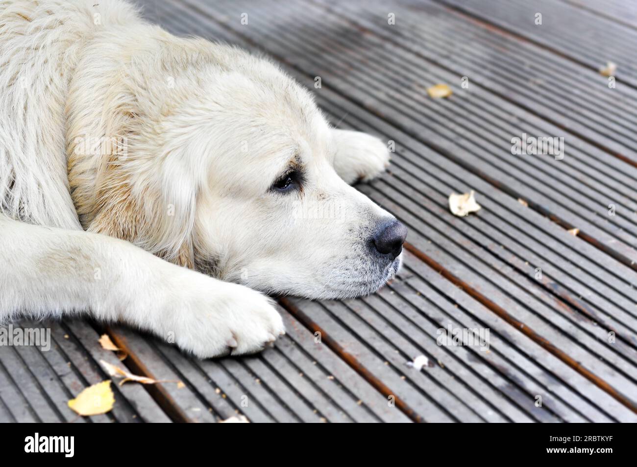 Sad labrador retriever lying down on the wooden deck, dog miss their ...
