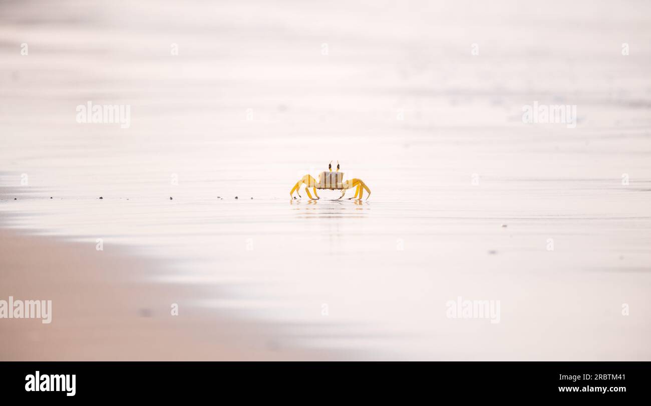 Horn-eyed ghost crab on the sandy beach in the Tropical island of Sri ...
