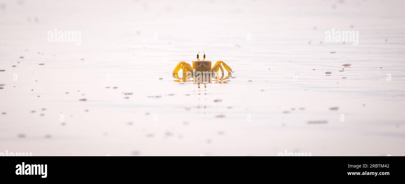 Horn-eyed ghost crab on the sandy beach in the Tropical island of Sri ...