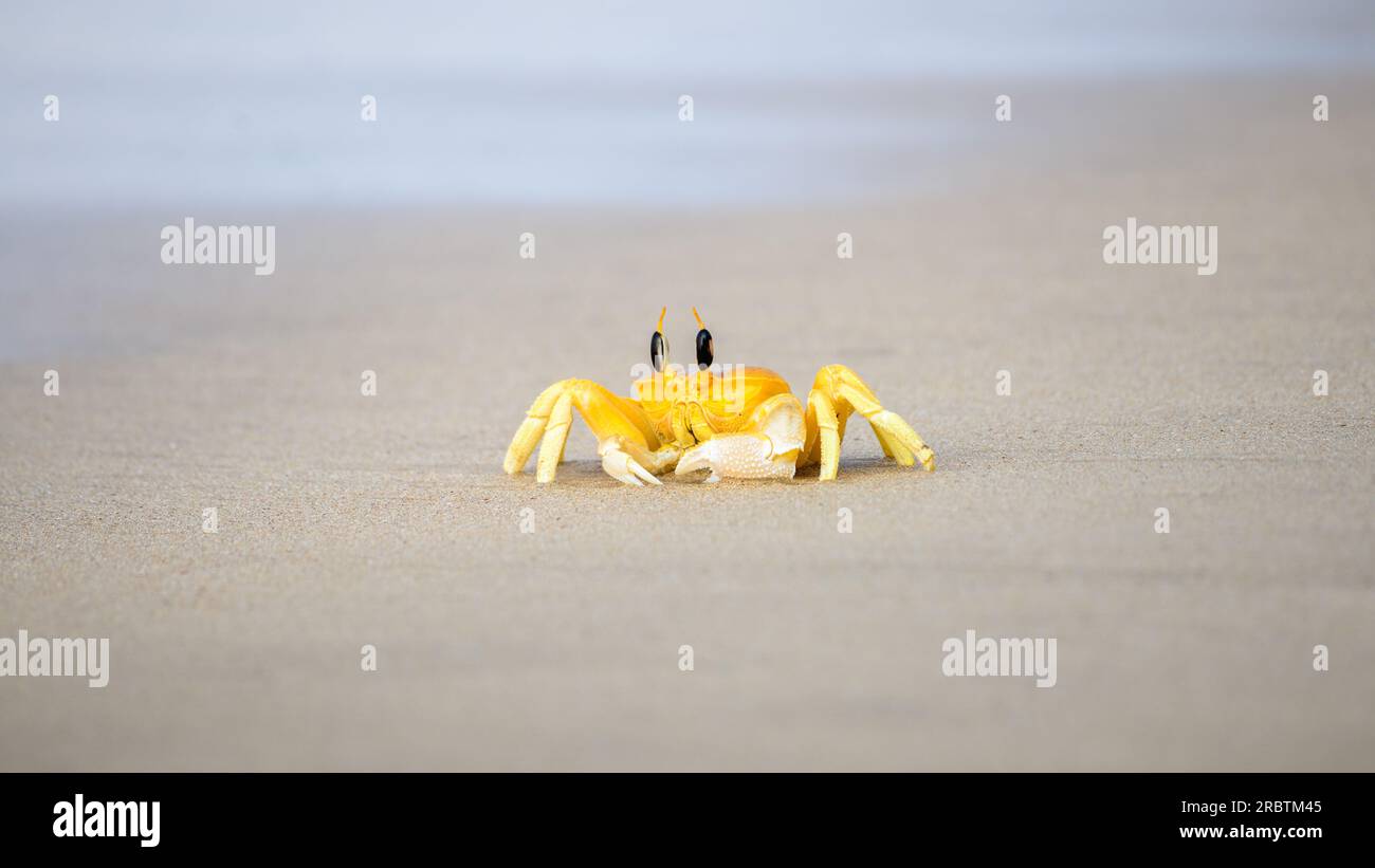 Horn-eyed ghost crab on the sandy beach in the Tropical island of Sri ...