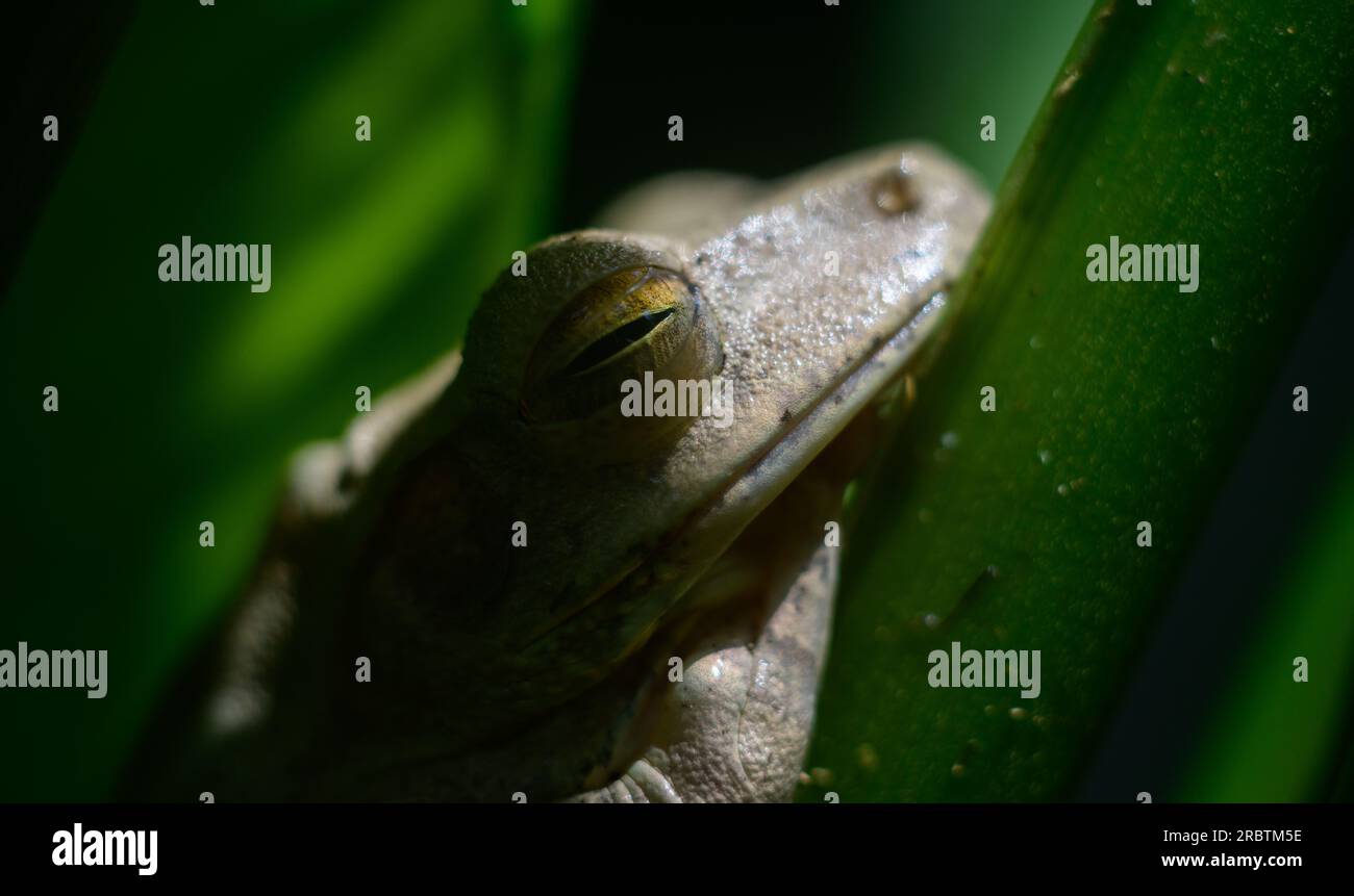 Chunam hi-res stock photography and images - Alamy
