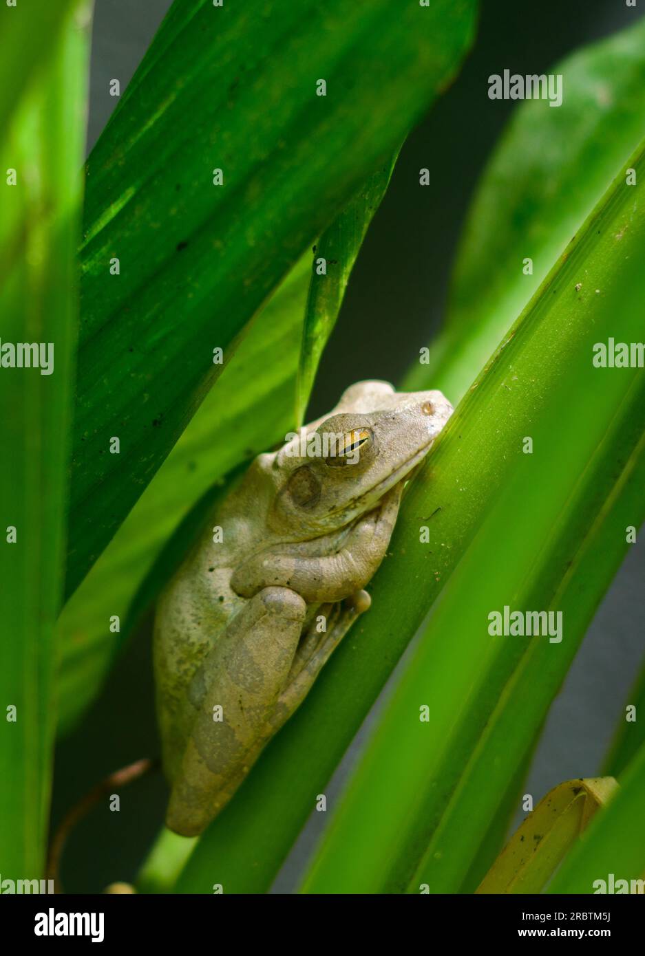 Chunam hi-res stock photography and images - Alamy