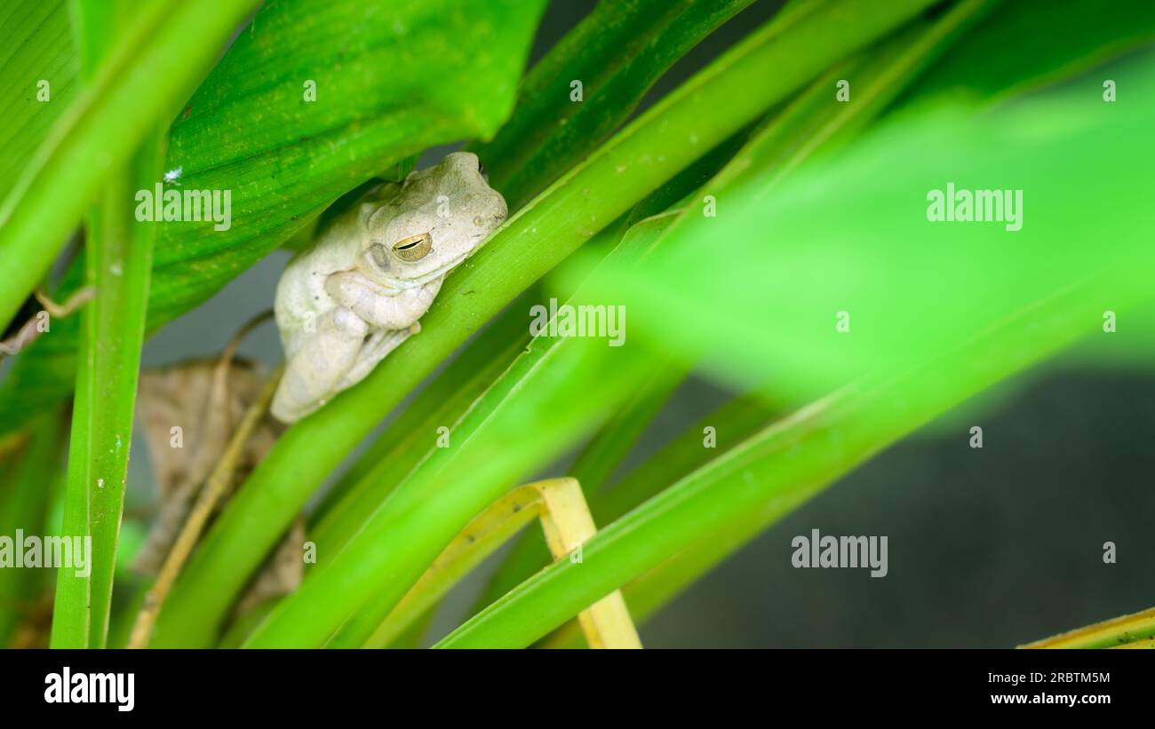 Chunam hi-res stock photography and images - Alamy