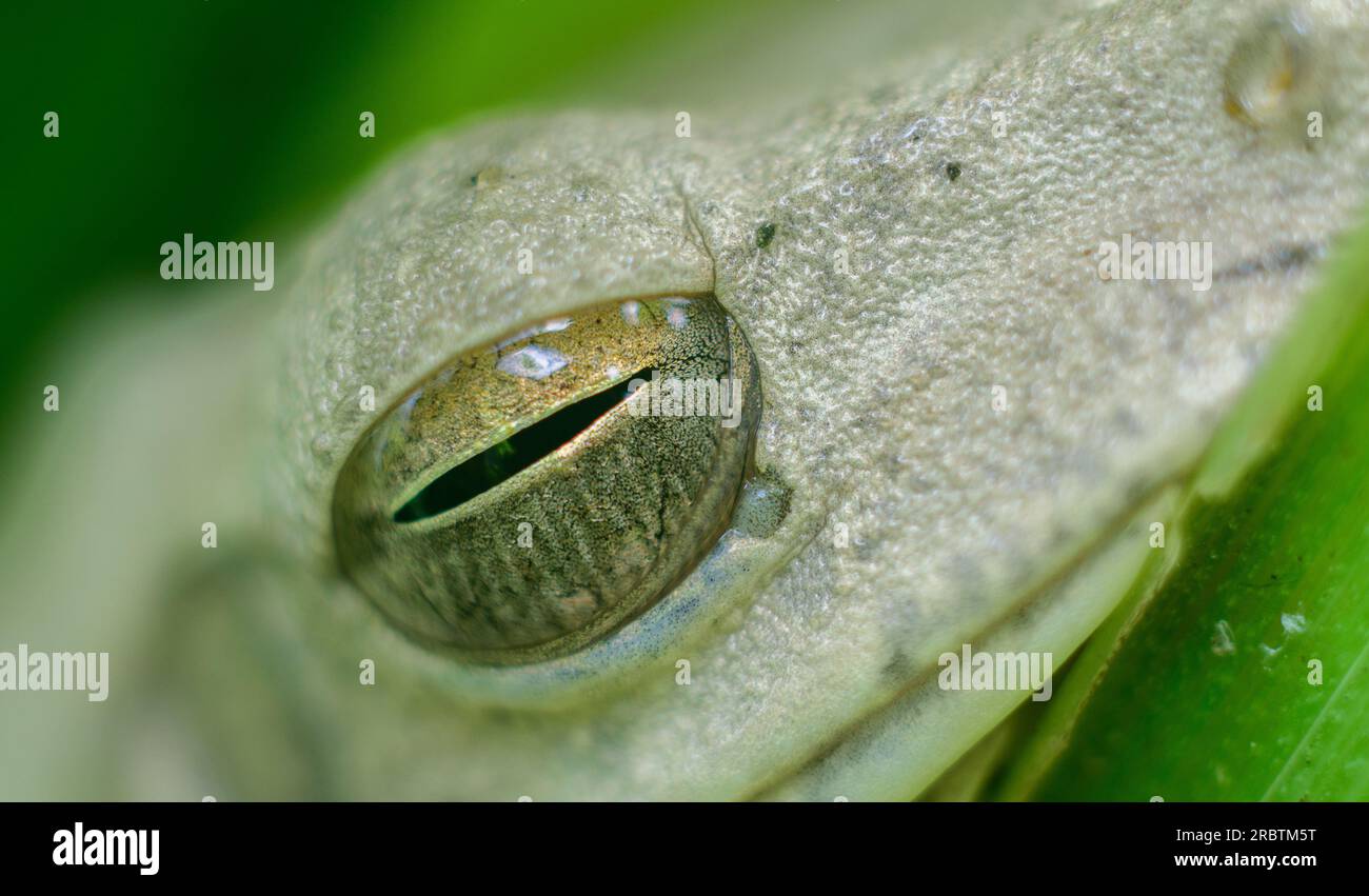 Chunam Tree frog eye closeup macro photo, moist and shiny frog eyes ...
