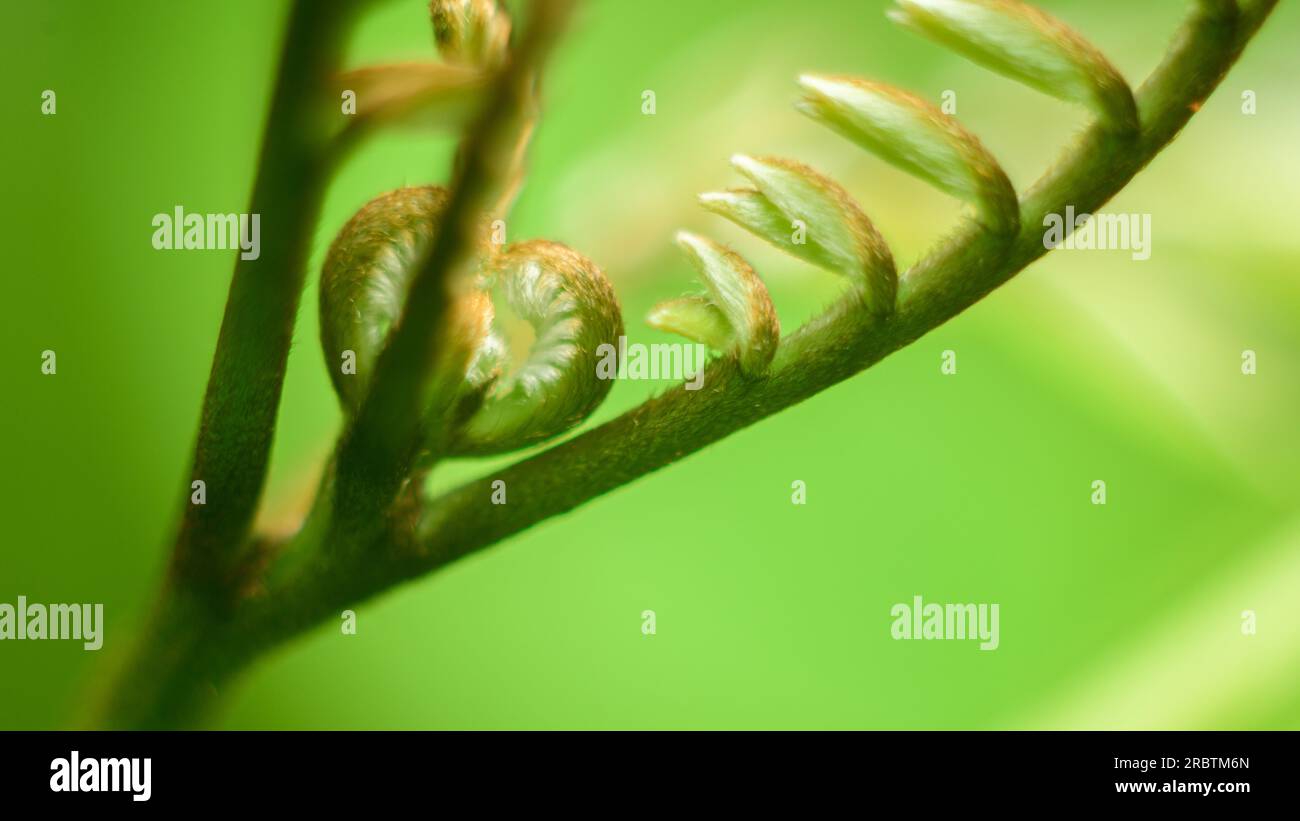 Curved fresh fern leaves pattern close-up macro photo Stock Photo - Alamy