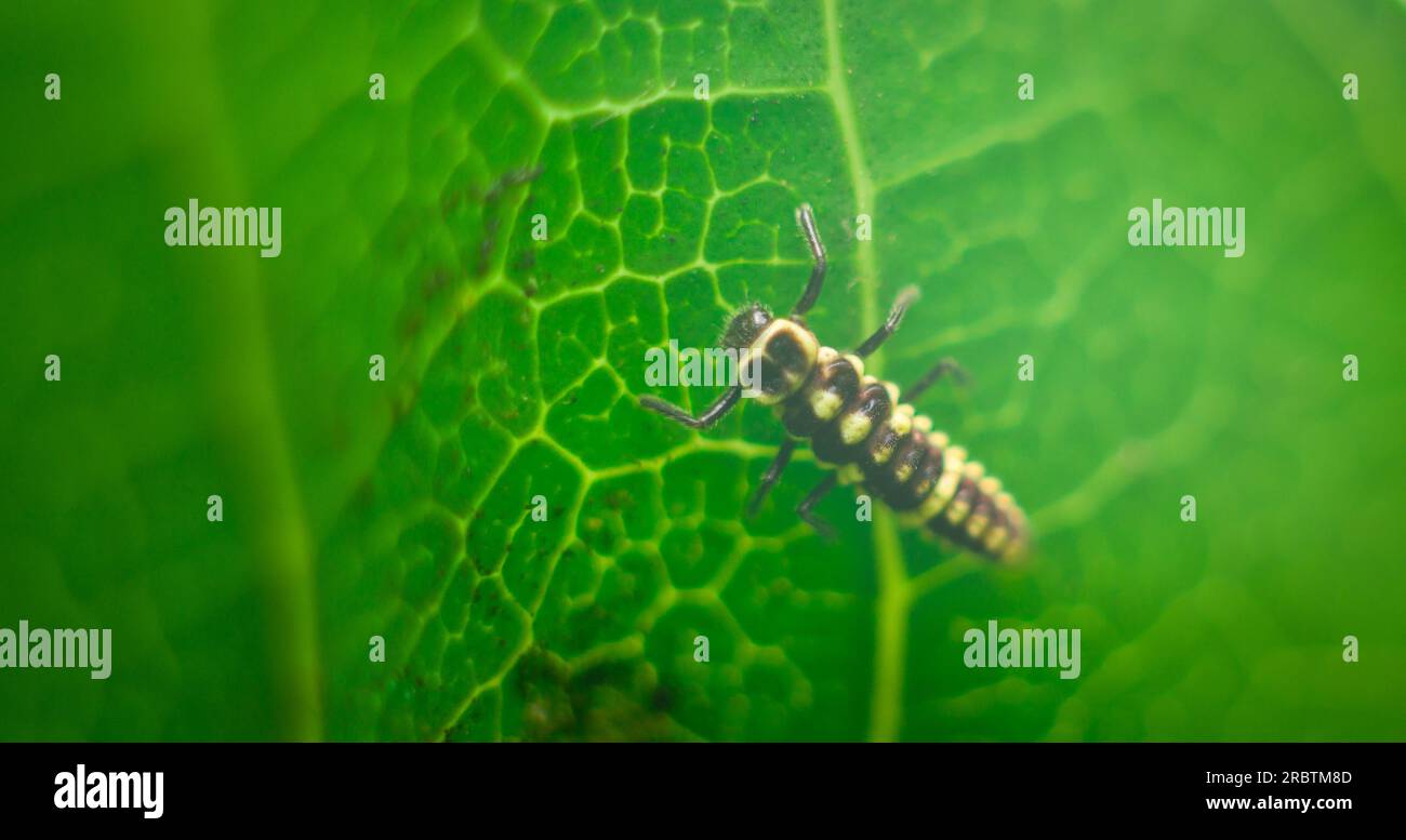 Seven-spot ladybug larva on the backside of a mango leaf close-up macro ...