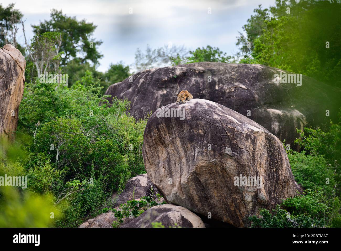 Sri Lankan leopard resting on a rock in the distance, beautiful ...