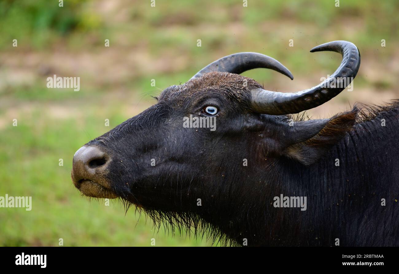 Blind infected eye of a wild water buffalo in Yala national park, close ...