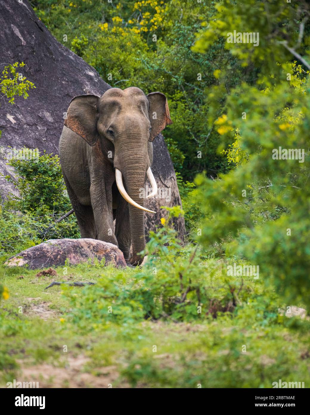 Male sri lankan elephant tusks hi-res stock photography and images - Alamy