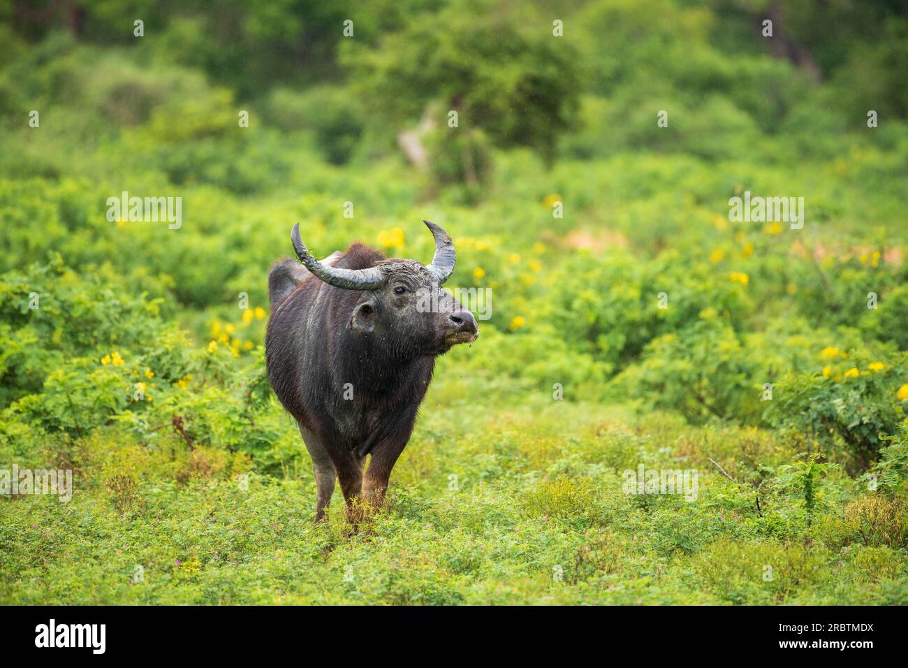 Wild water buffalo getting a scent in the air, rainy season in Yala ...
