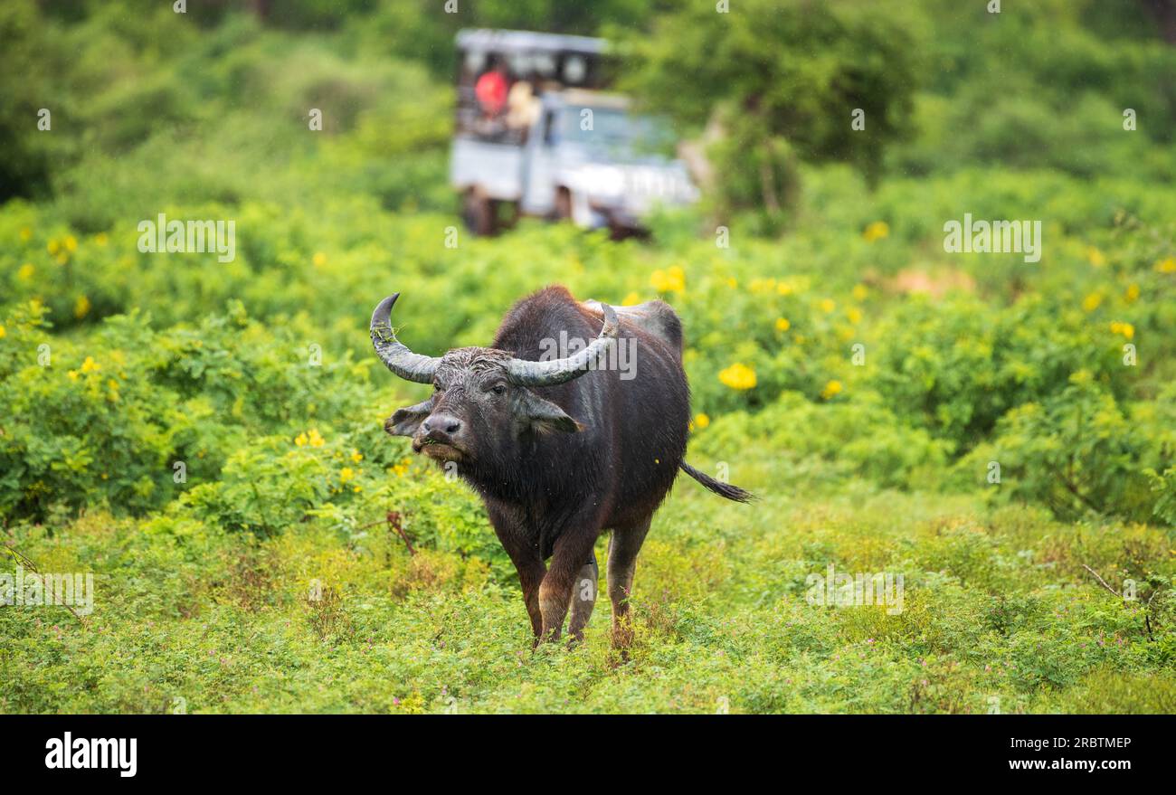 Isolated Wild buffalo in the rain close up, lush green grass field, and ...